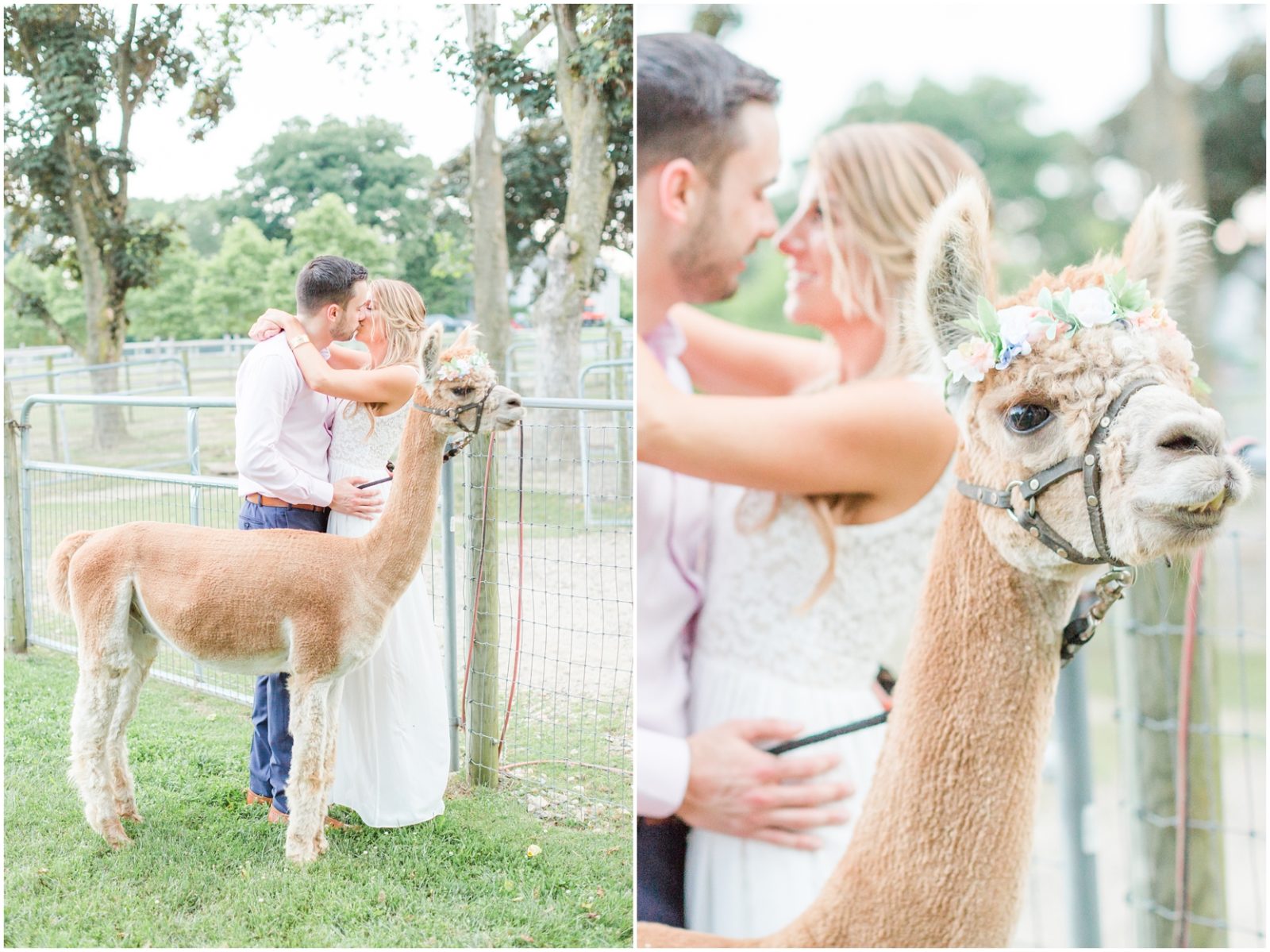 Alpaca Engagement Session at Edel Haus Farm :: Kelly + Nick