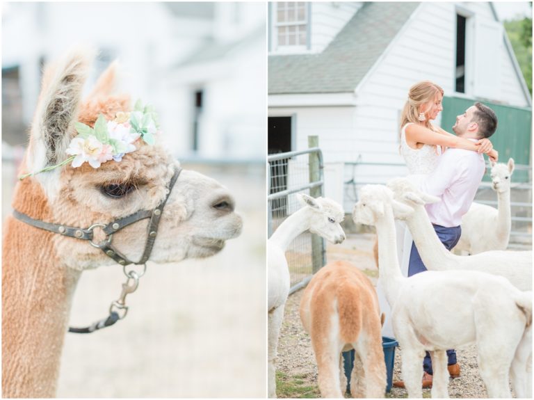 Alpaca Engagement Session at Edel Haus Farm :: Kelly + Nick